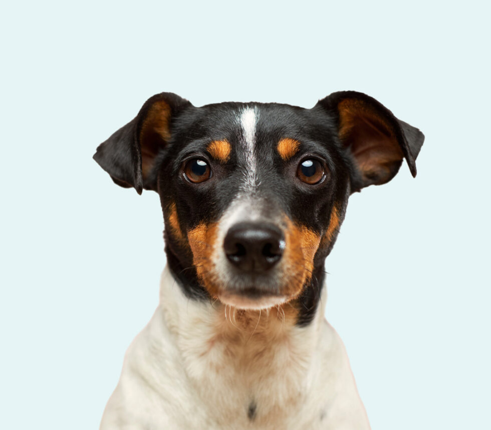 Accepted Products | Veterinary Oral Health Council